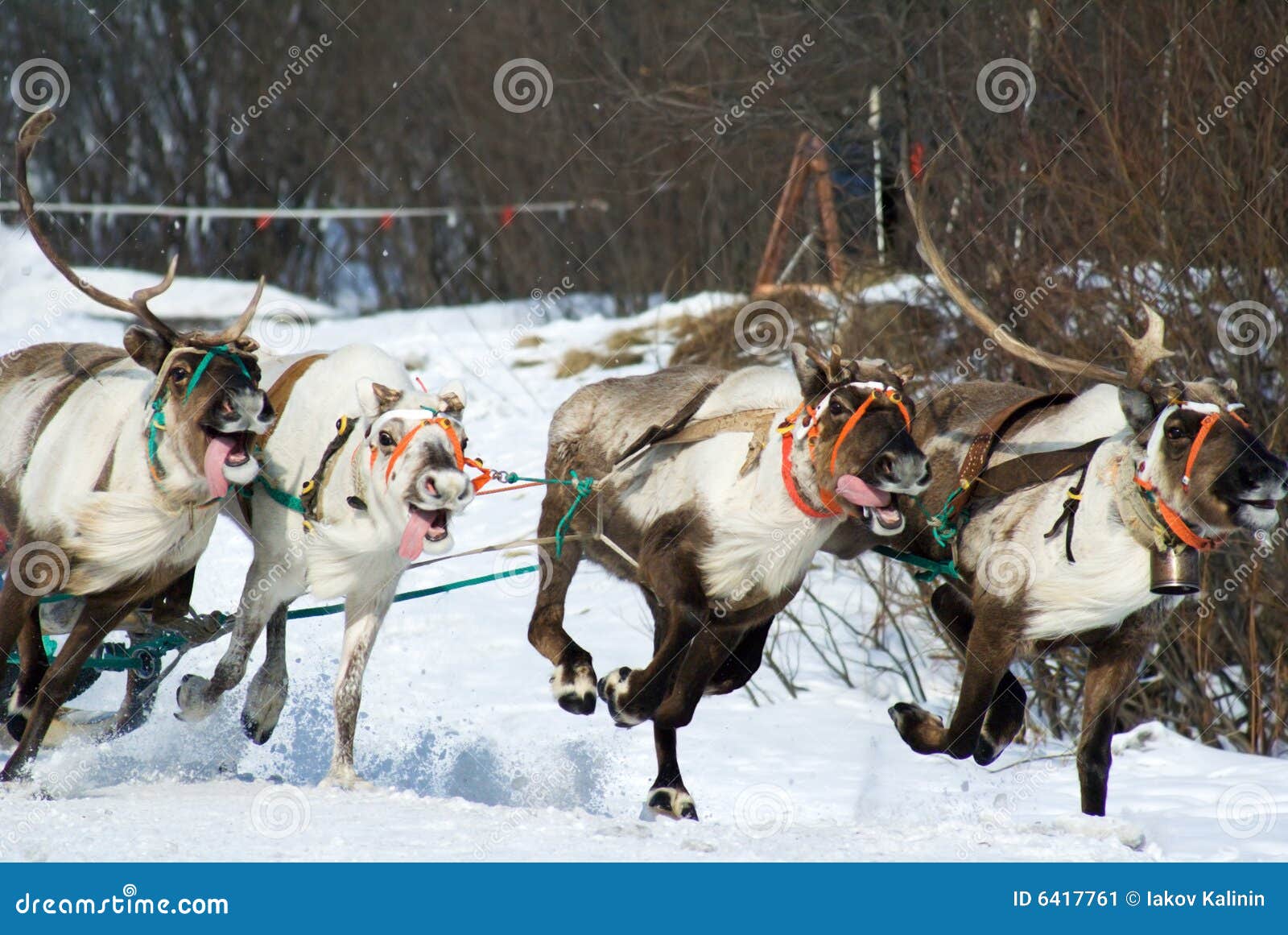 Racing of reindeers stock image. Image of traditional - 6417761