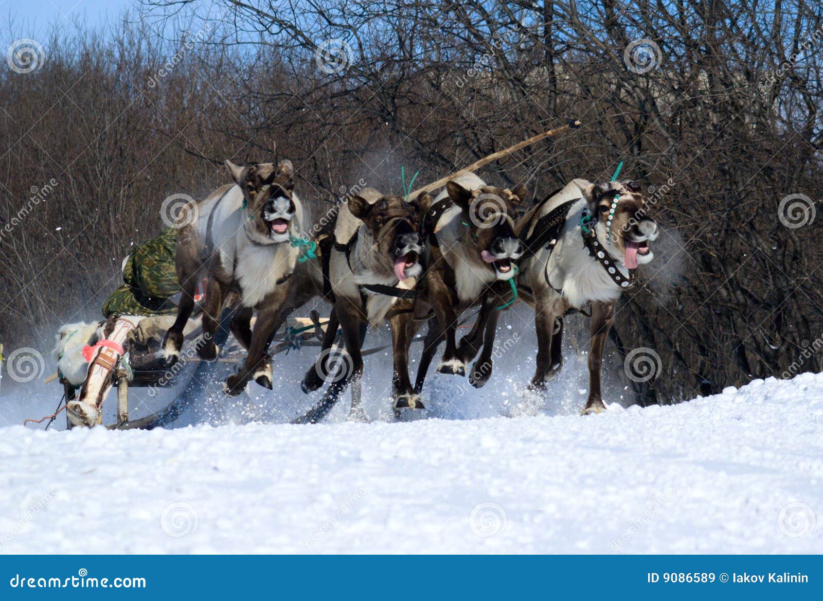 Racing of reindeers stock image. Image of large, horned - 9086589