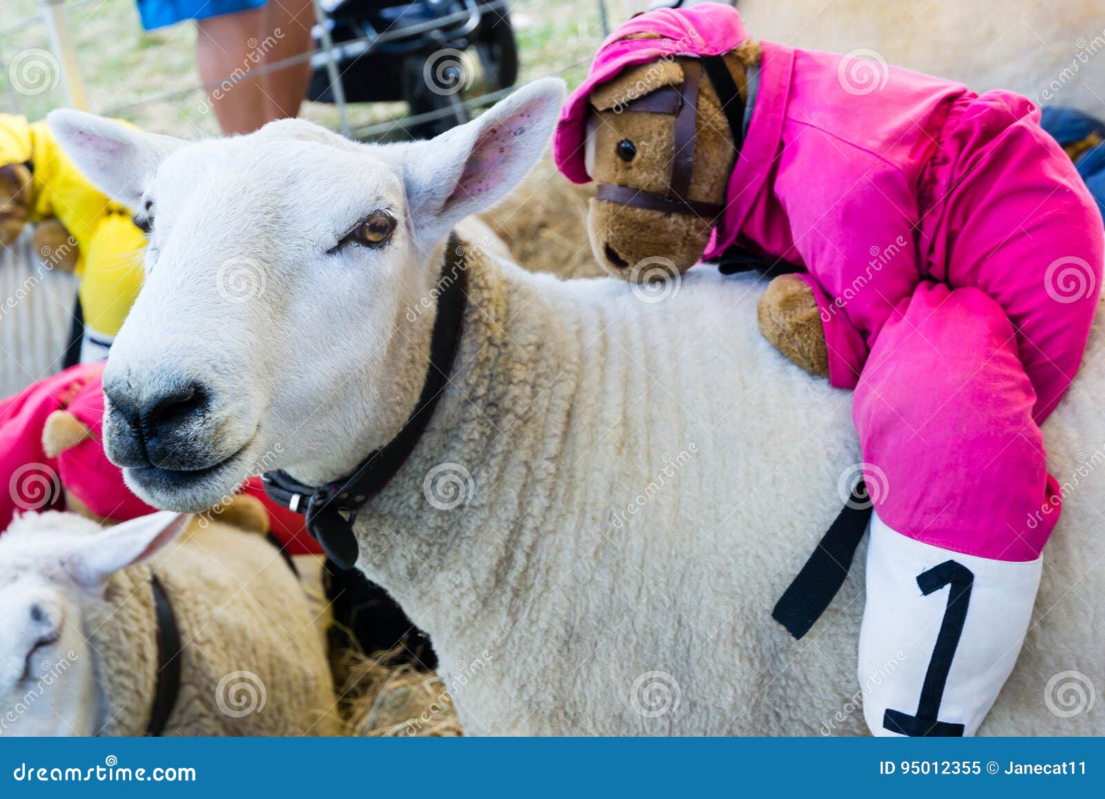 Racing Sheep stock image. Image of countryside, sheep - 95012355