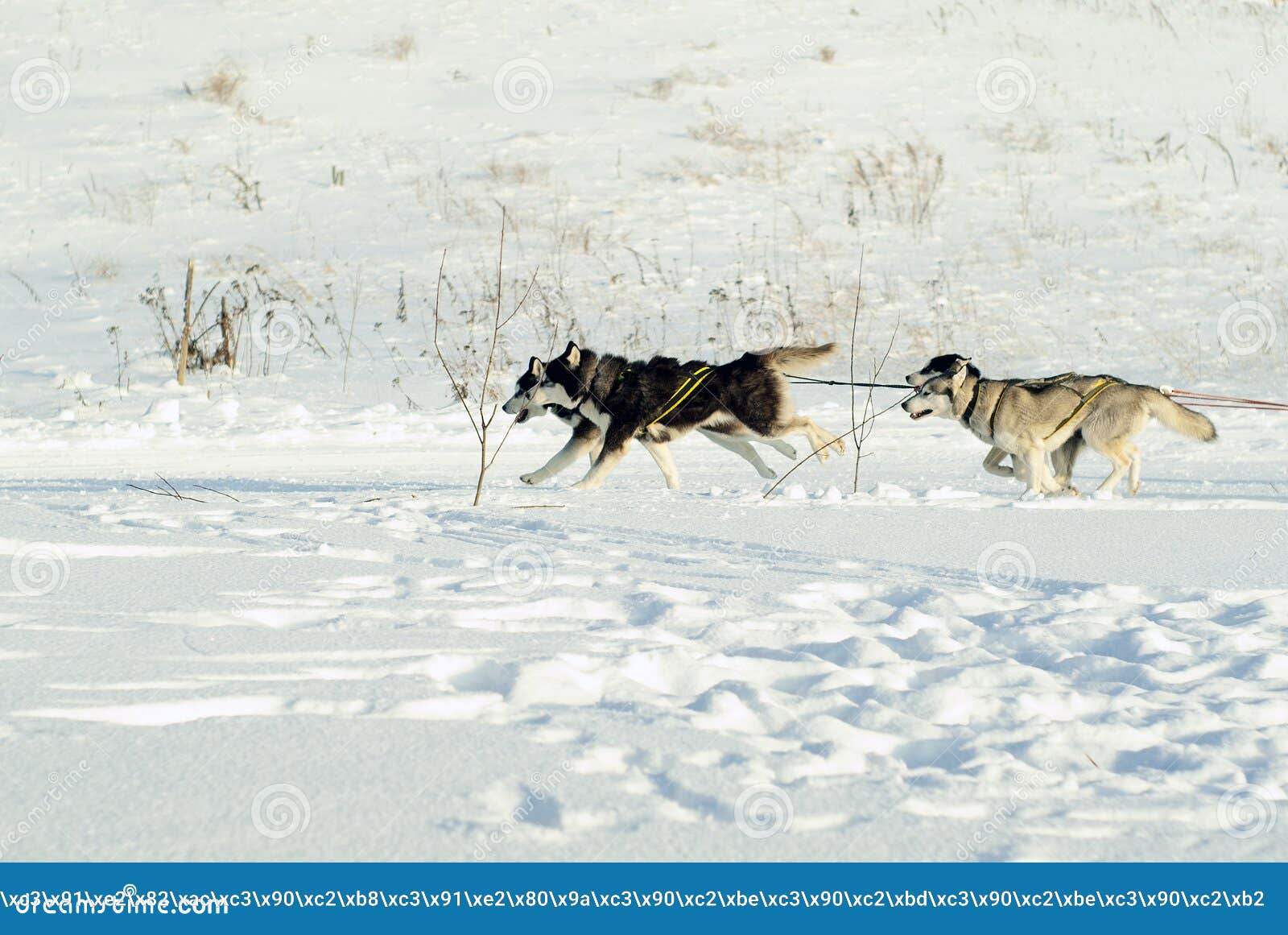 Racing sled dogs stock photo. Image of transportation - 108410462