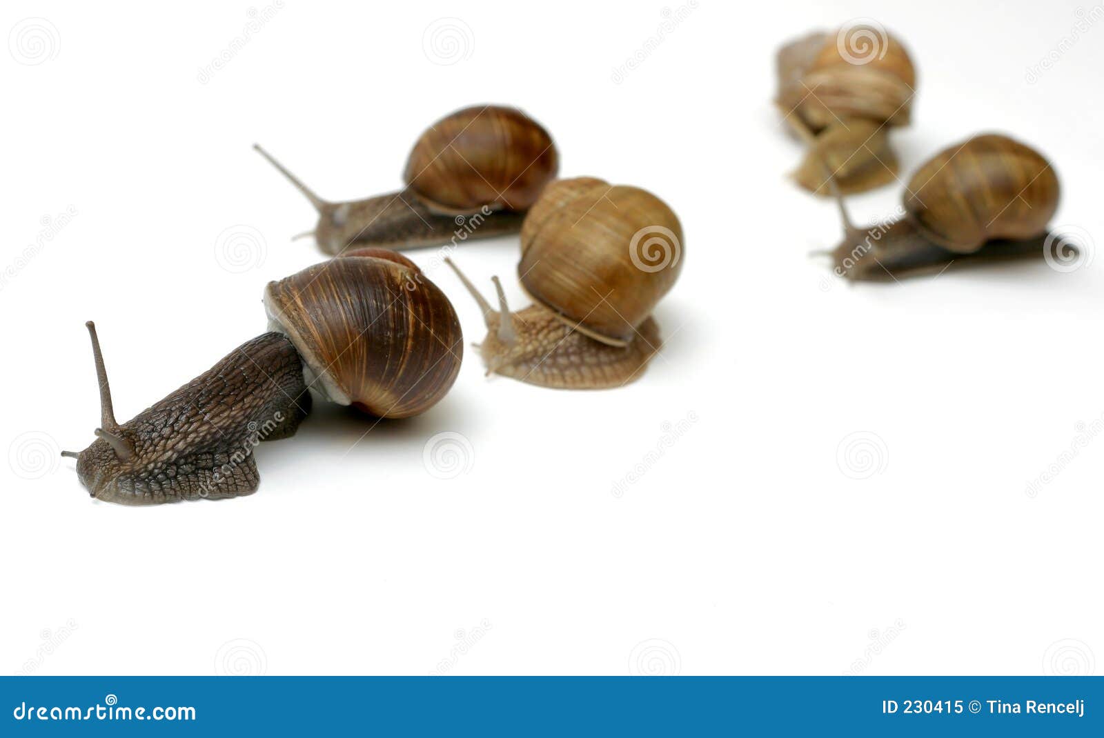 Racing Snails stock image. Image of active, determination - 230415