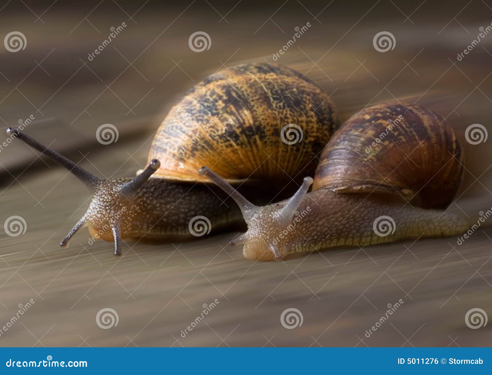 Racing Snails stock photo. Image of animals, blurred, gastropoda - 5011276