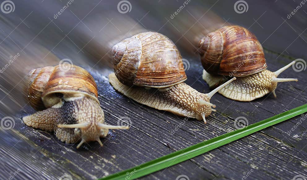 Racing snails stock photo. Image of snail, evil, bone - 9658072