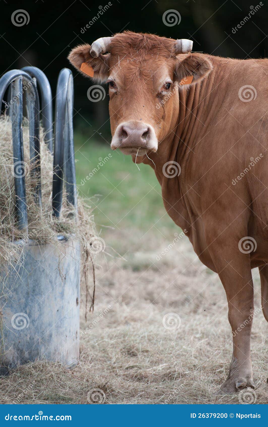 Royalty Free Images, Cartoons, Illustrations And Photos Designed By ...