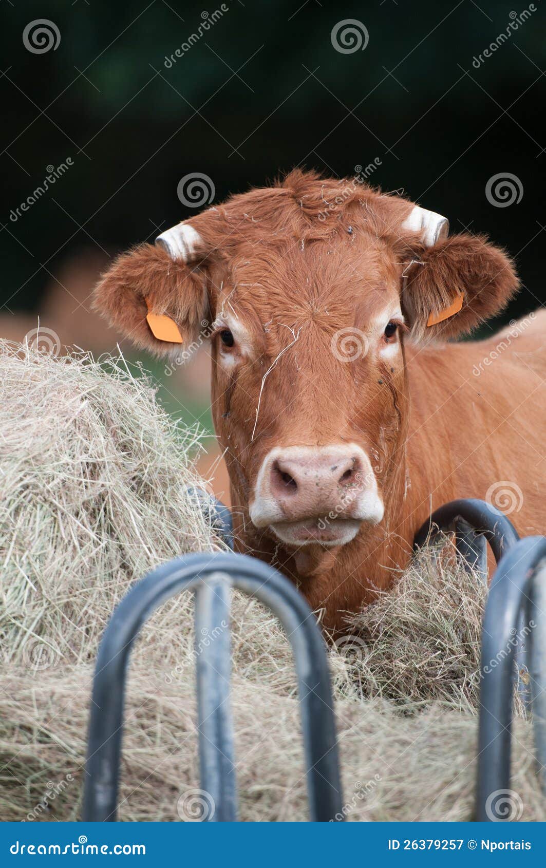 Rack Cow and Curious Cow (closeup View) Stock Image - Image of farming ...
