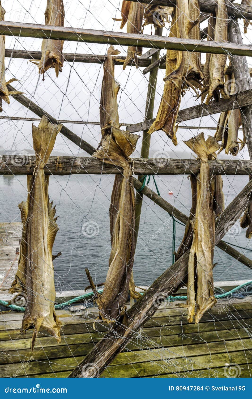 Rack full of dried codfish stock photo. Image of coast - 80947284