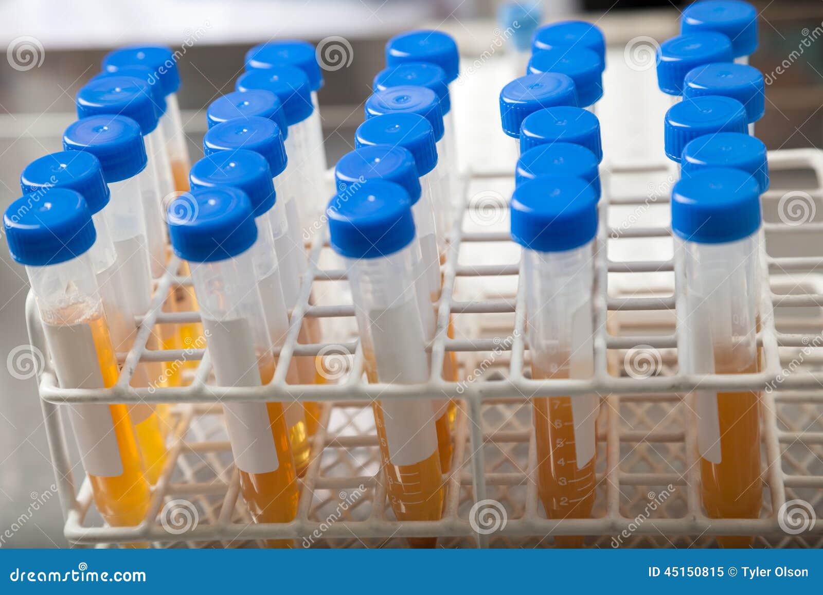 Rack of Test Tubes stock image. Image of equipment, supply - 45150815