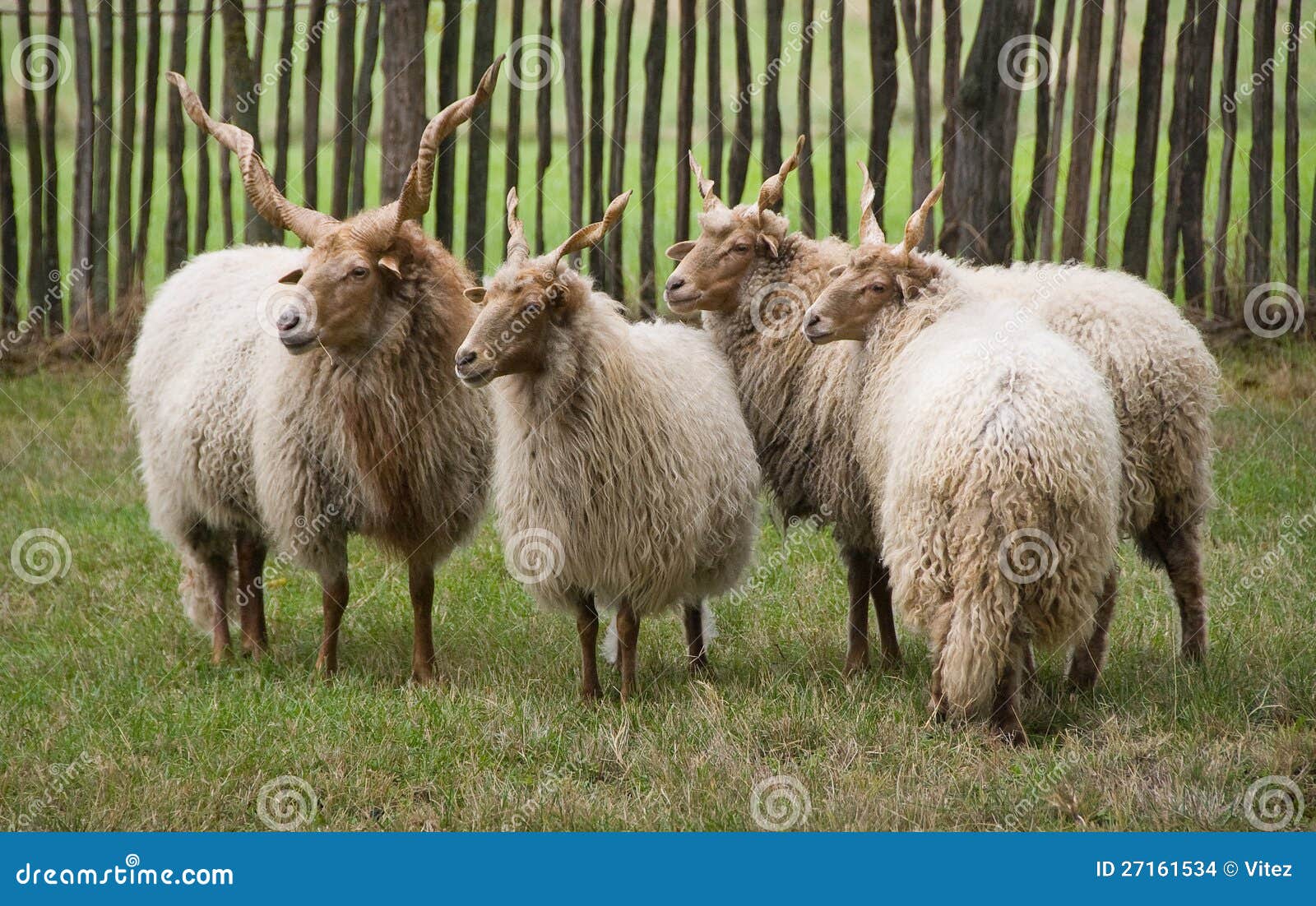 Hortobagy Racka Sheep Ovis Aries Strepsiceros Hungaricus In Hungary ...