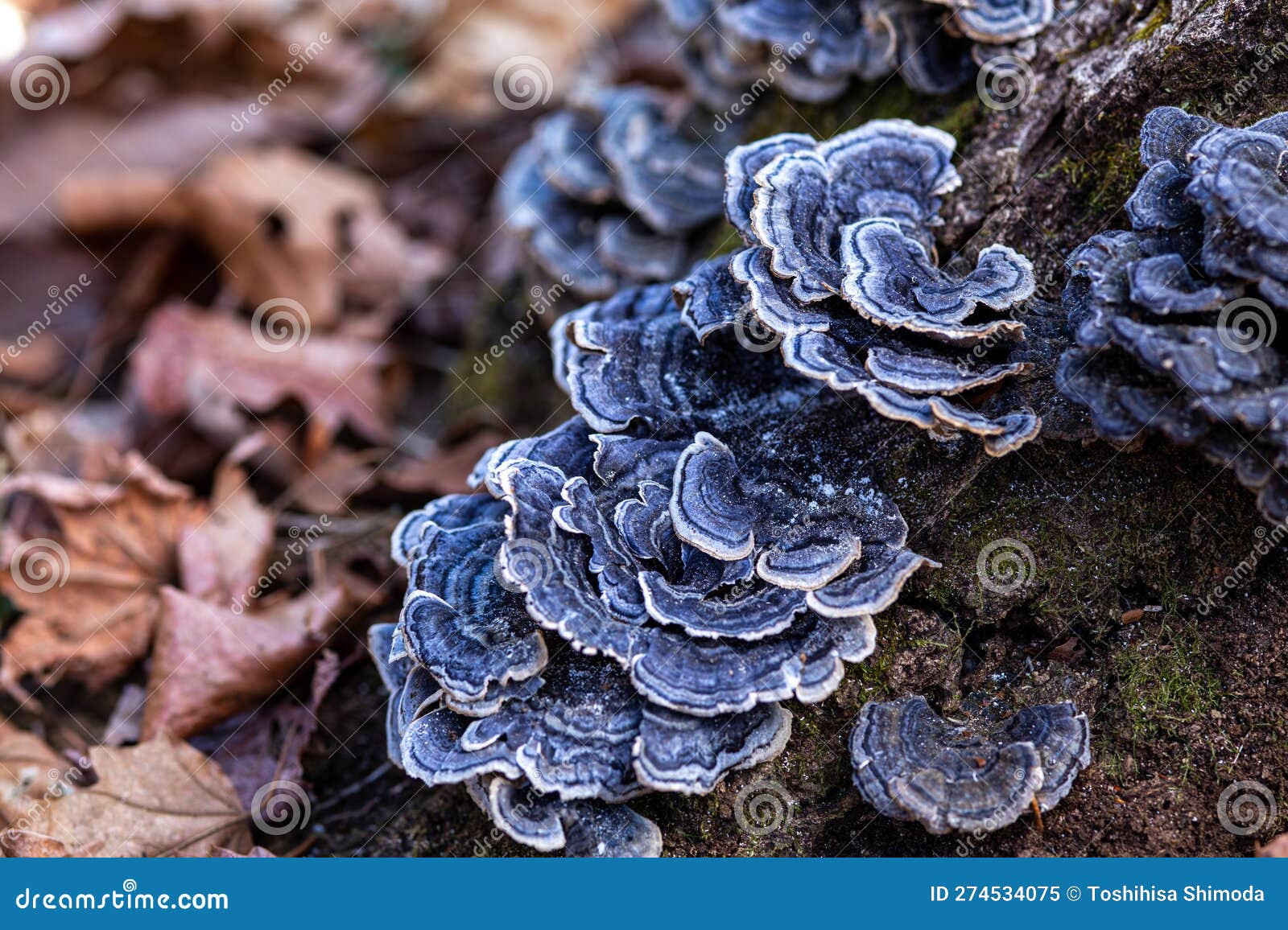 Blue Bracket Fungus Growing on a Forest Stump. Stock Image - Image of ...