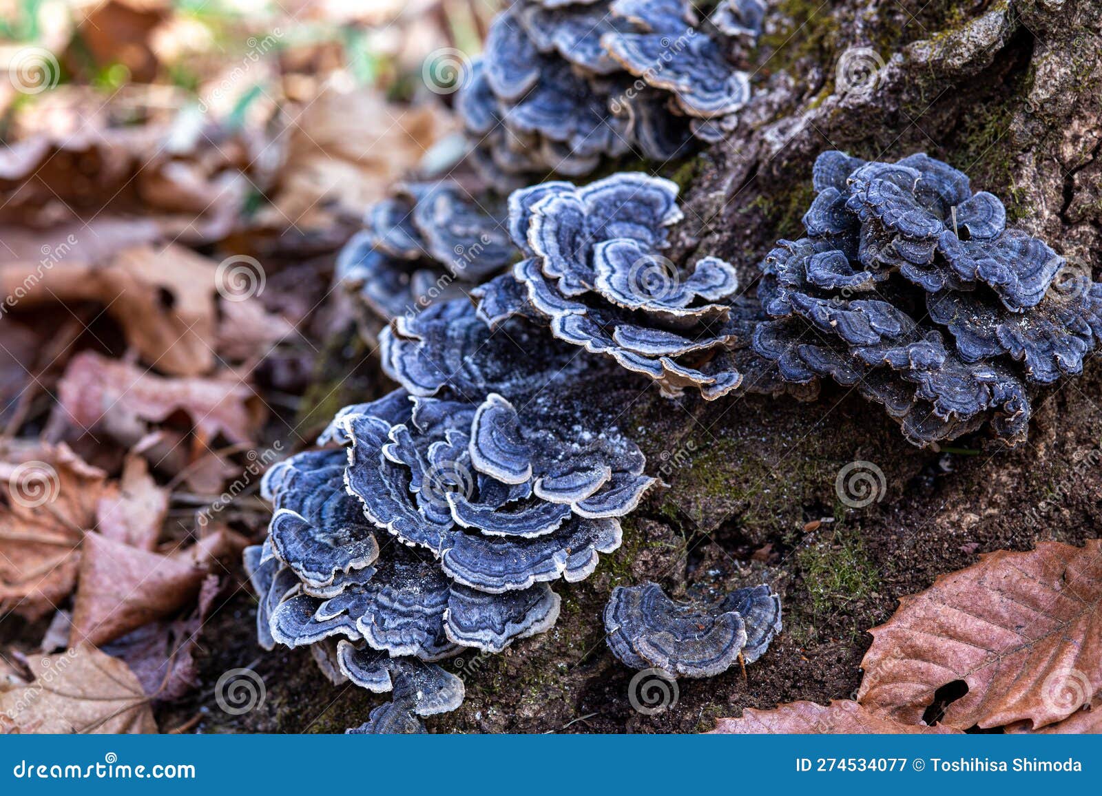 Blue Bracket Fungus Growing on a Forest Stump. Stock Image - Image of ...