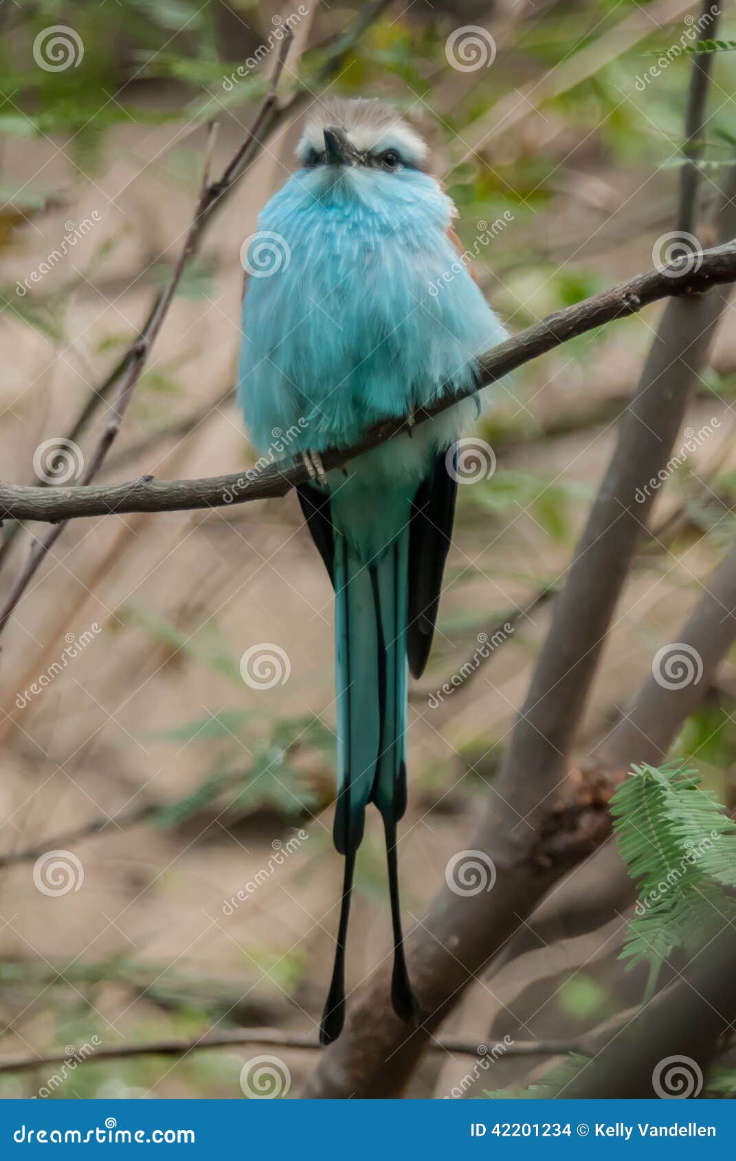 Racket Tailed Roller Bird stock photo. Image of exotic - 42201234