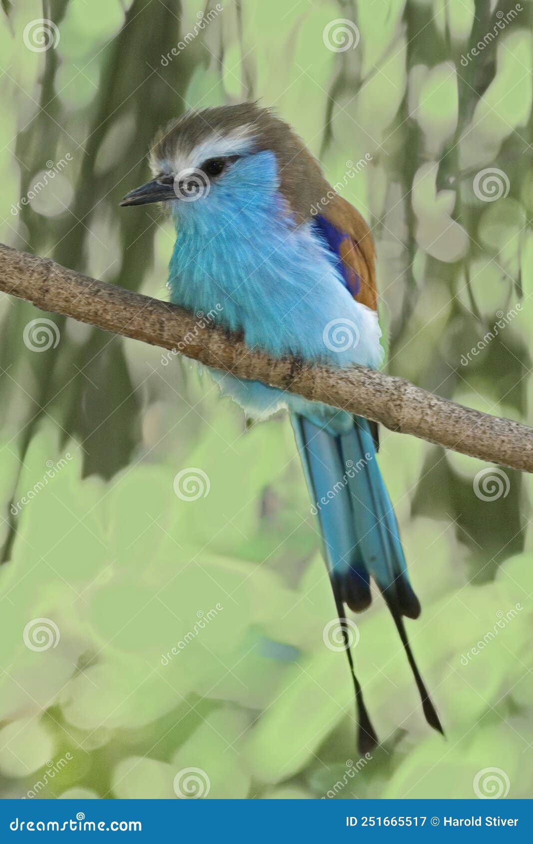 Racket-tailed Roller, Coracias Spatulatus, Perched Stock Image - Image ...