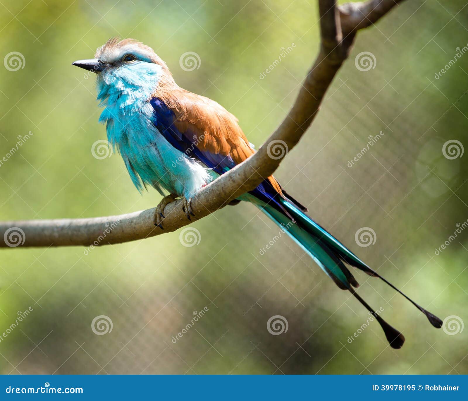 Racket-tailed Roller (Coracias Spatulatus) Perched Stock Image - Image ...