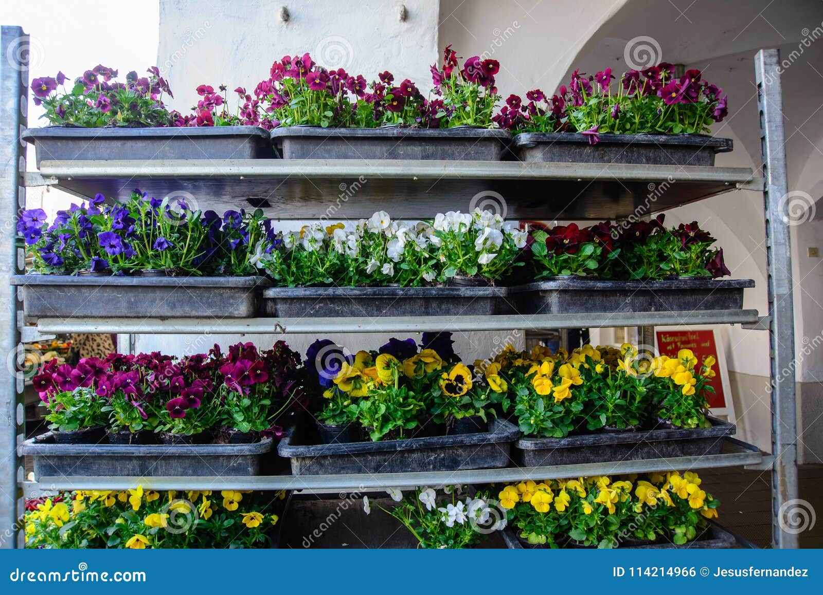 Racks of flowers in boxex stock photo. Image of germany - 114214966