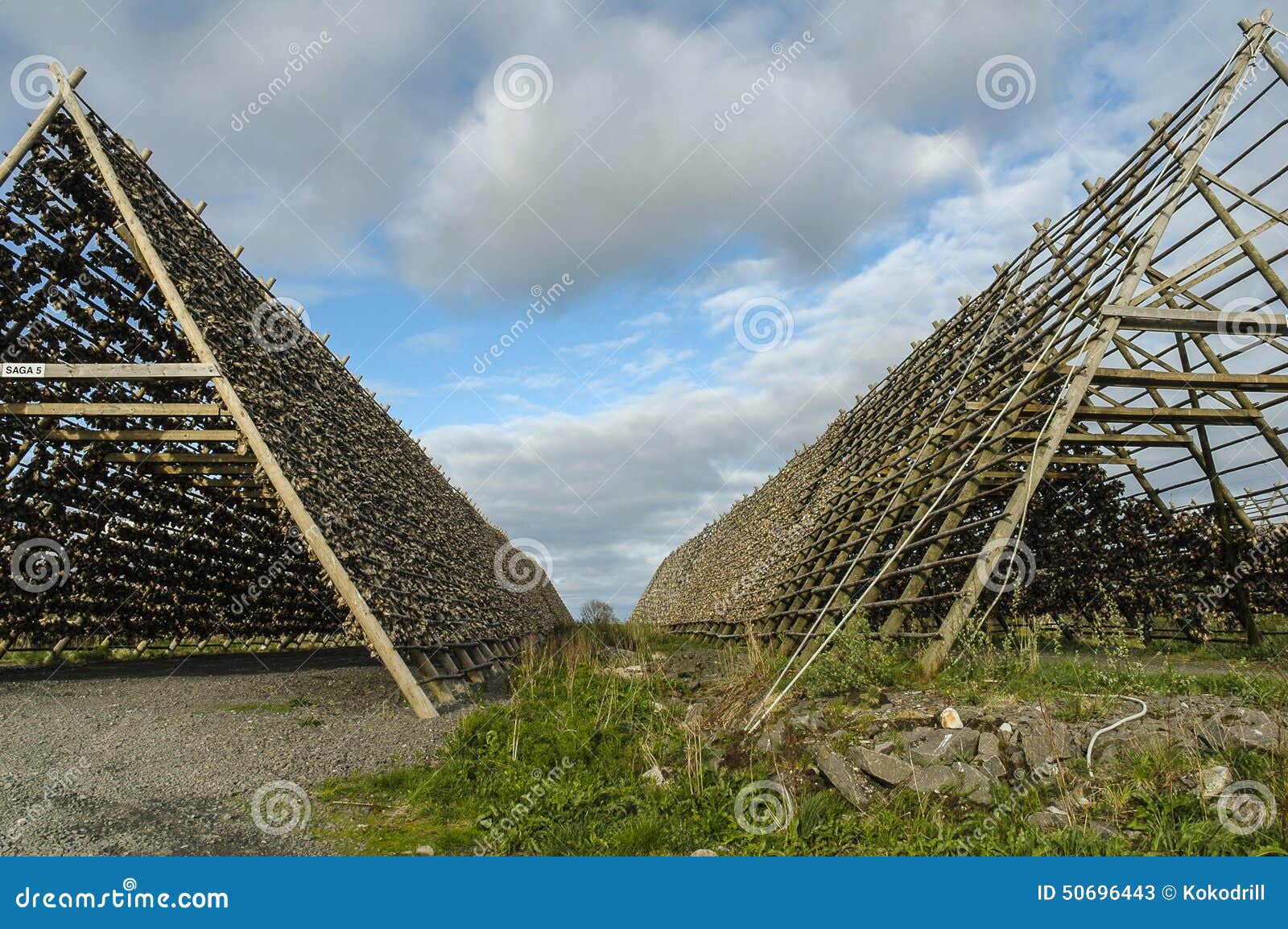 Racks Full of Dried Codfish Stock Image - Image of nordic, norwegian ...