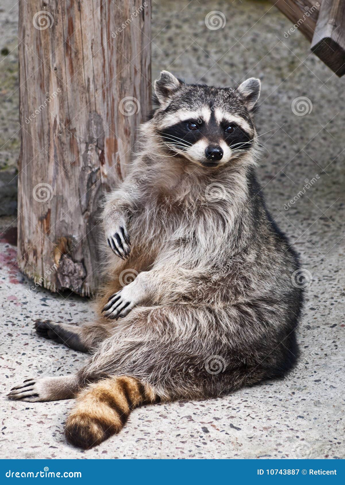 Racoon stock image. Image of carnivore, animals, raccoon - 10743887
