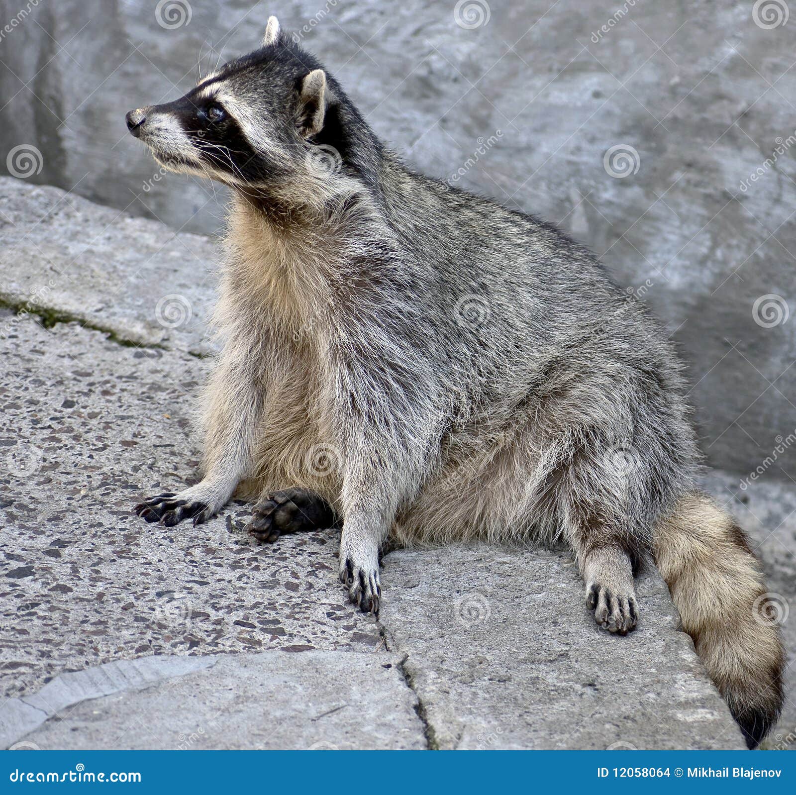 Racoon 13 stock photo. Image of zoology, fauna, population - 12058064