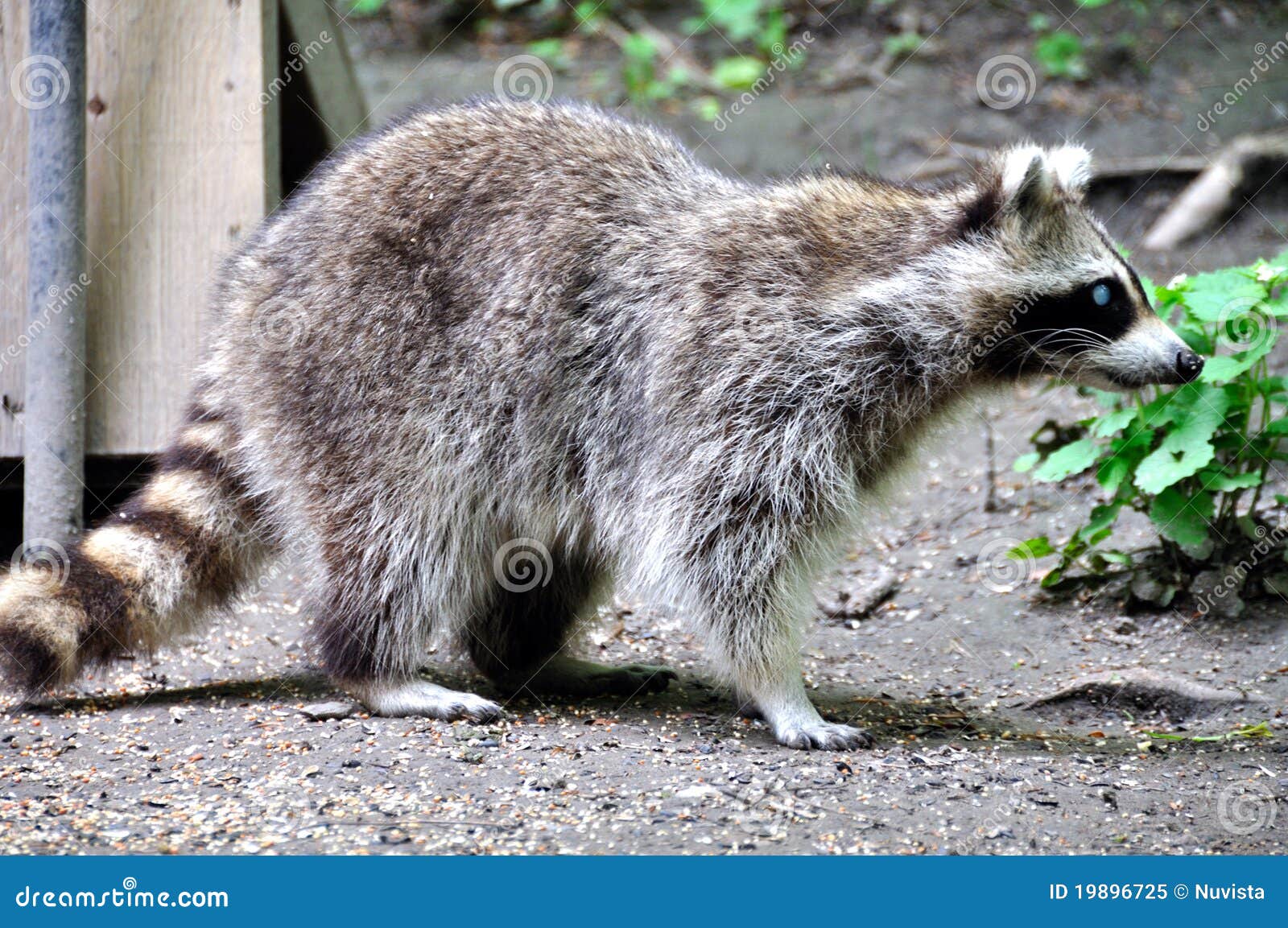 Racoon stock image. Image of life, search, wild, racoon - 19896725