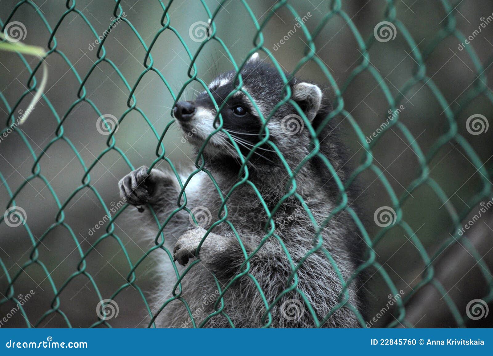 Racoon stock photo. Image of mammal, prisoner, canada - 22845760
