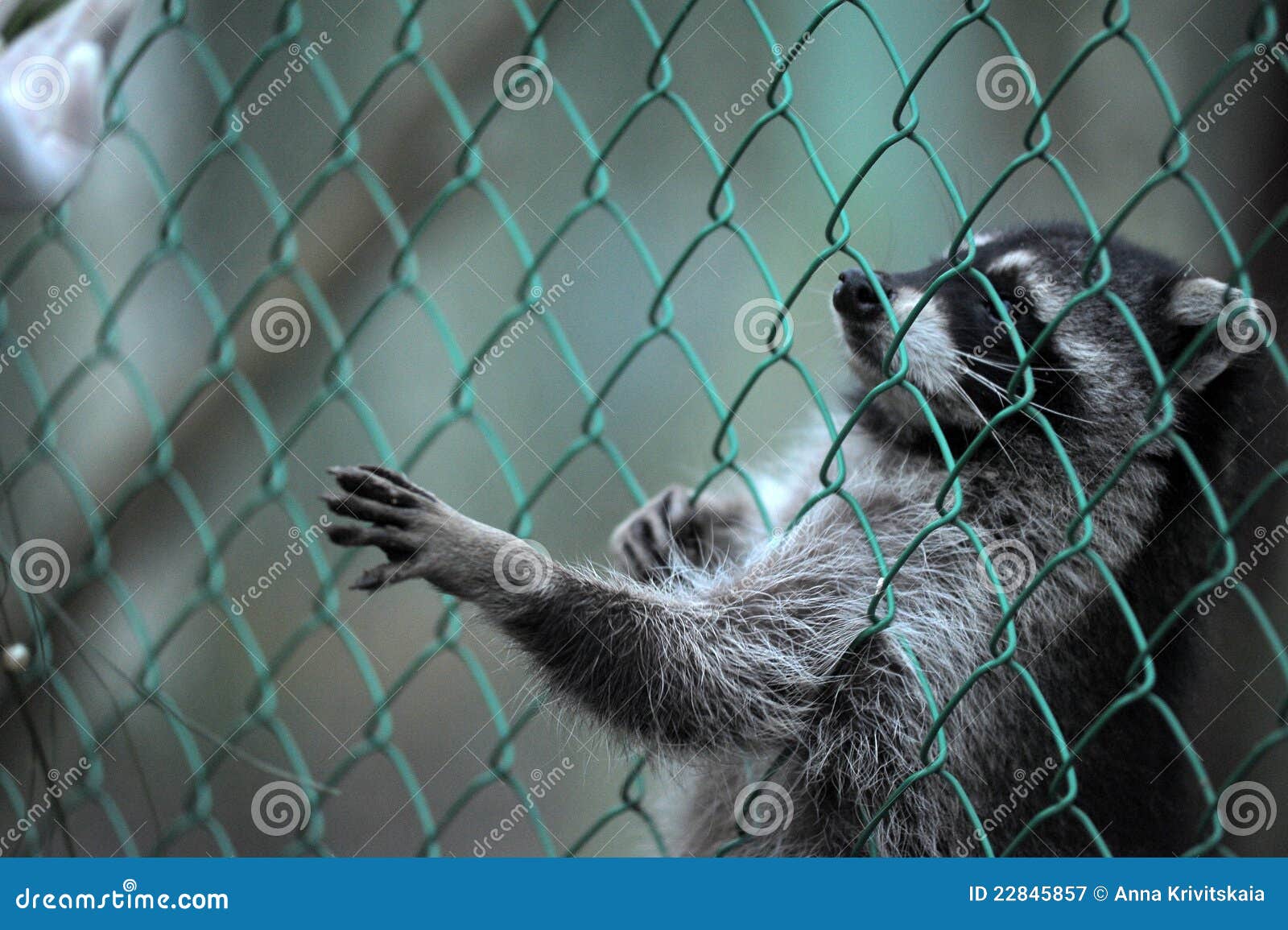 Racoon stock image. Image of caged, intellectual, prison - 22845857