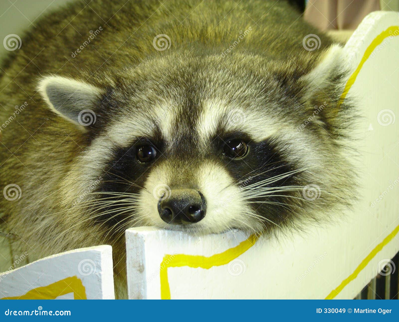 Racoon stock image. Image of close, bear, relax, wildlife - 330049