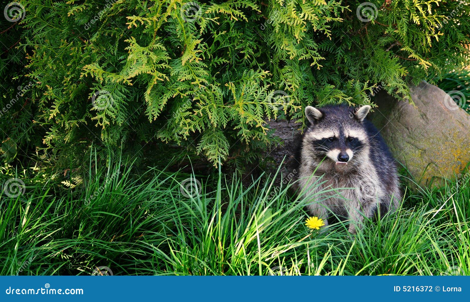 Racoon stock photo. Image of grass, raccoon, washing, wildlife - 5216372
