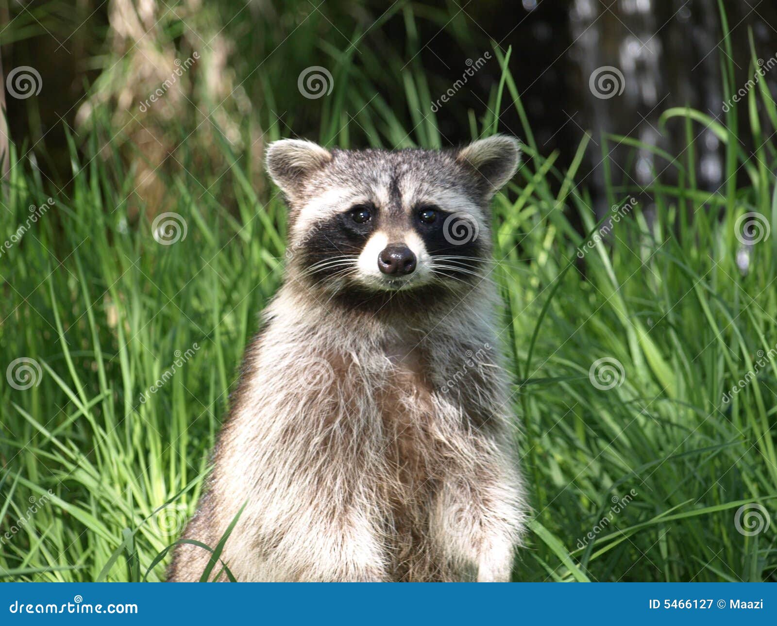 207 Ra Animal Stock Photos - Free & Royalty-Free Stock Photos from ...