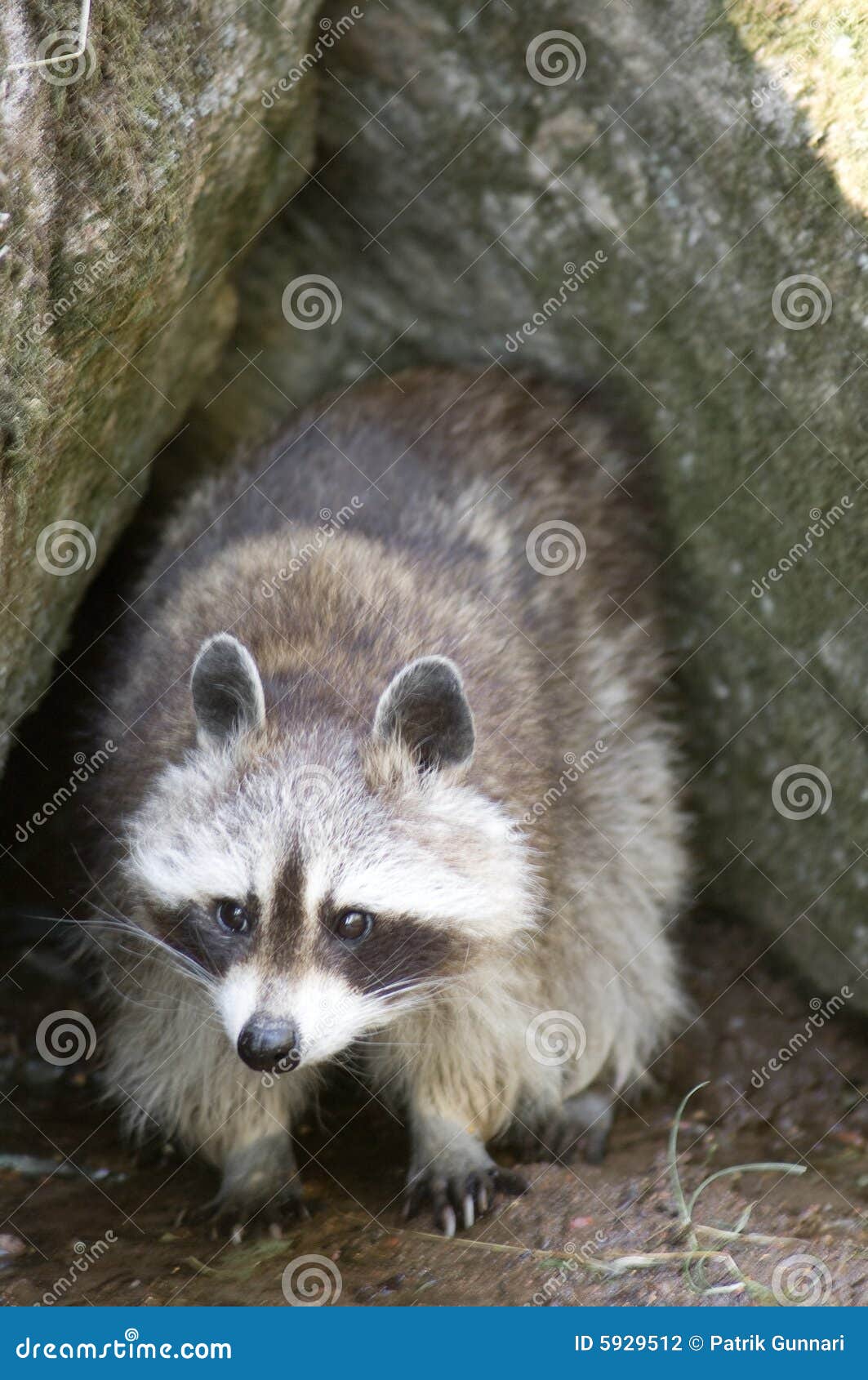 Racoon stock photo. Image of adorable, racoon, animal - 5929512