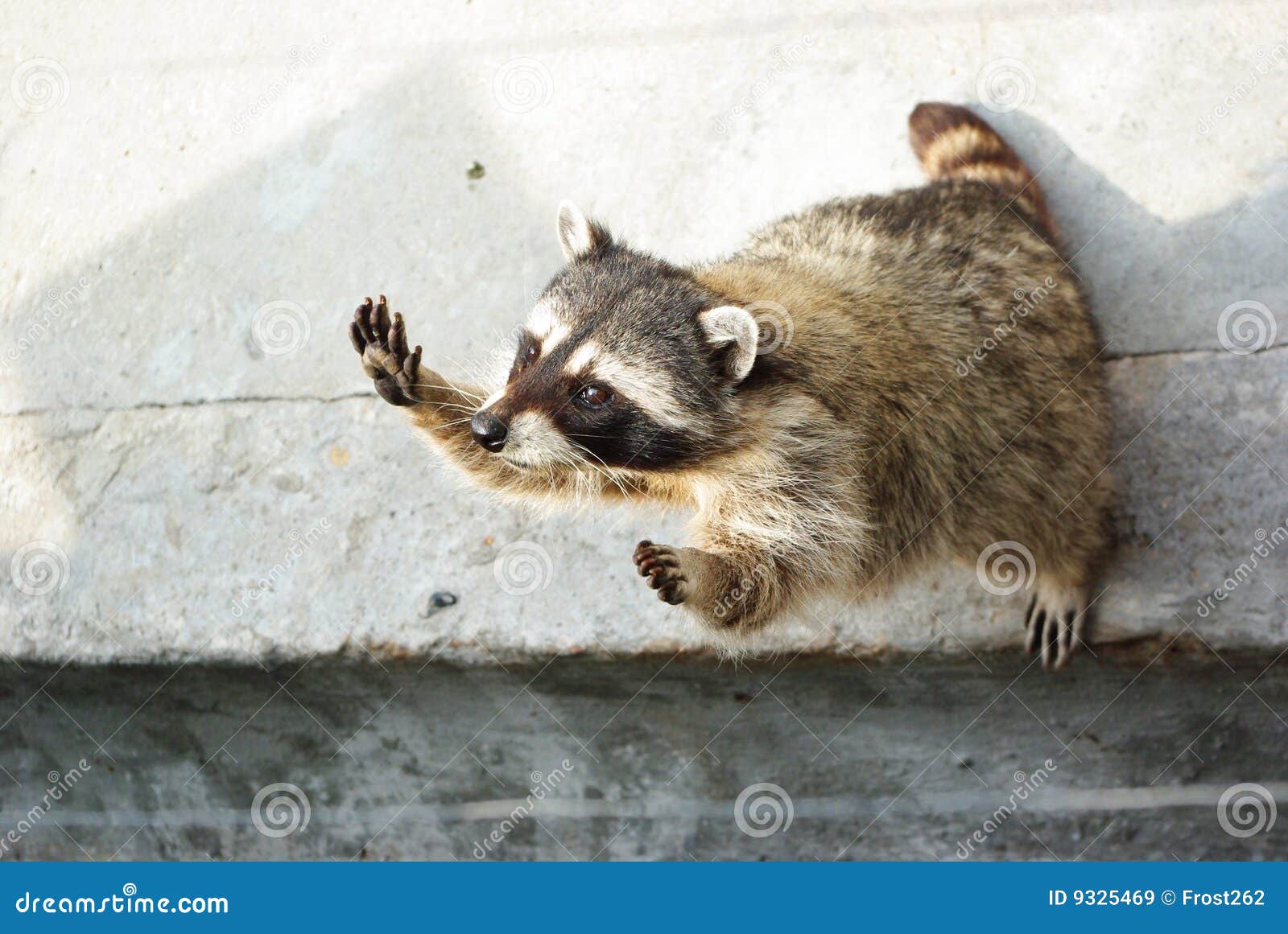 The Racoon Animal Asking for Food Stock Image - Image of feed, mammal ...