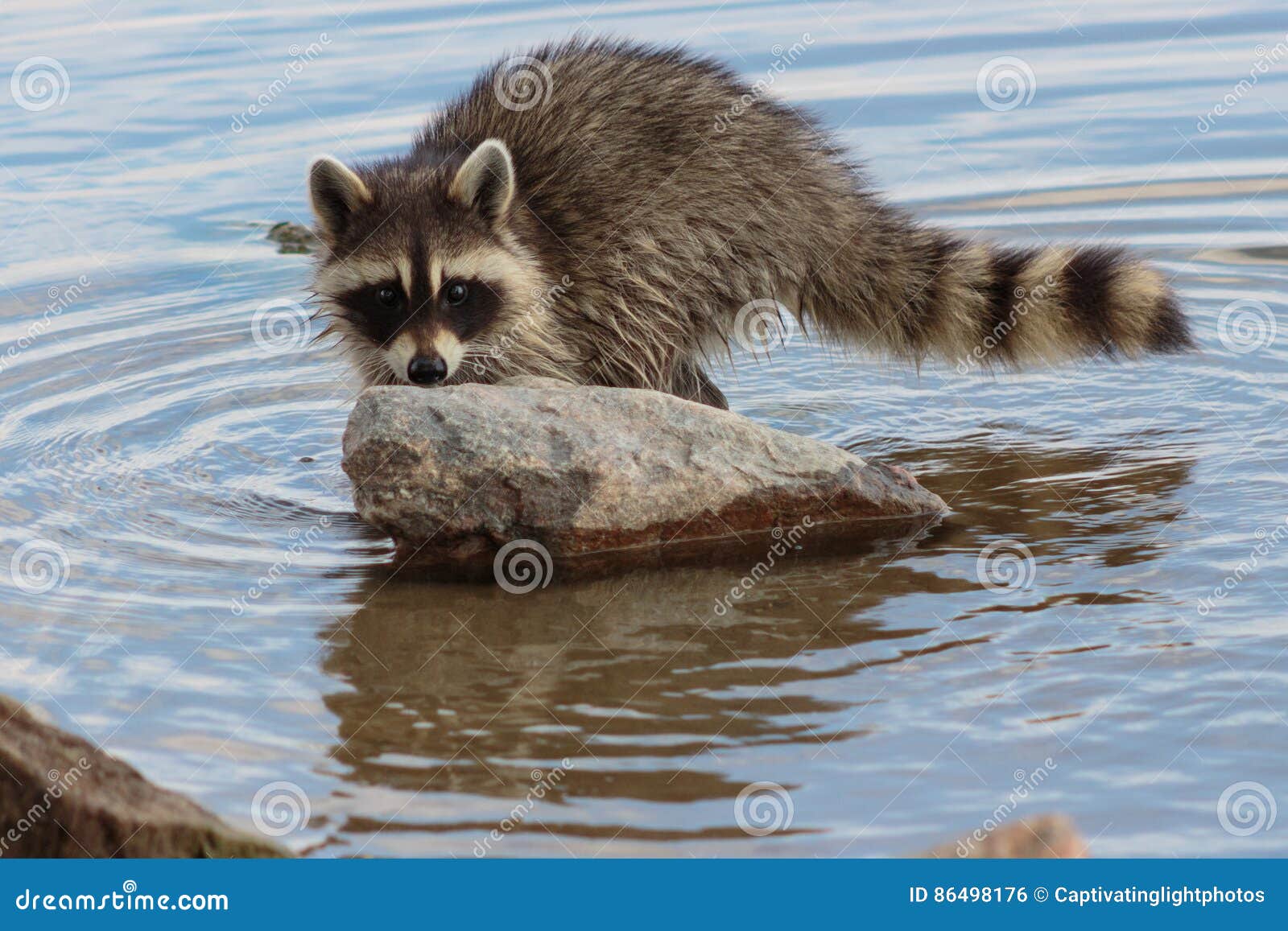 Racoon checking you out stock photo. Image of feet, eyes - 86498176