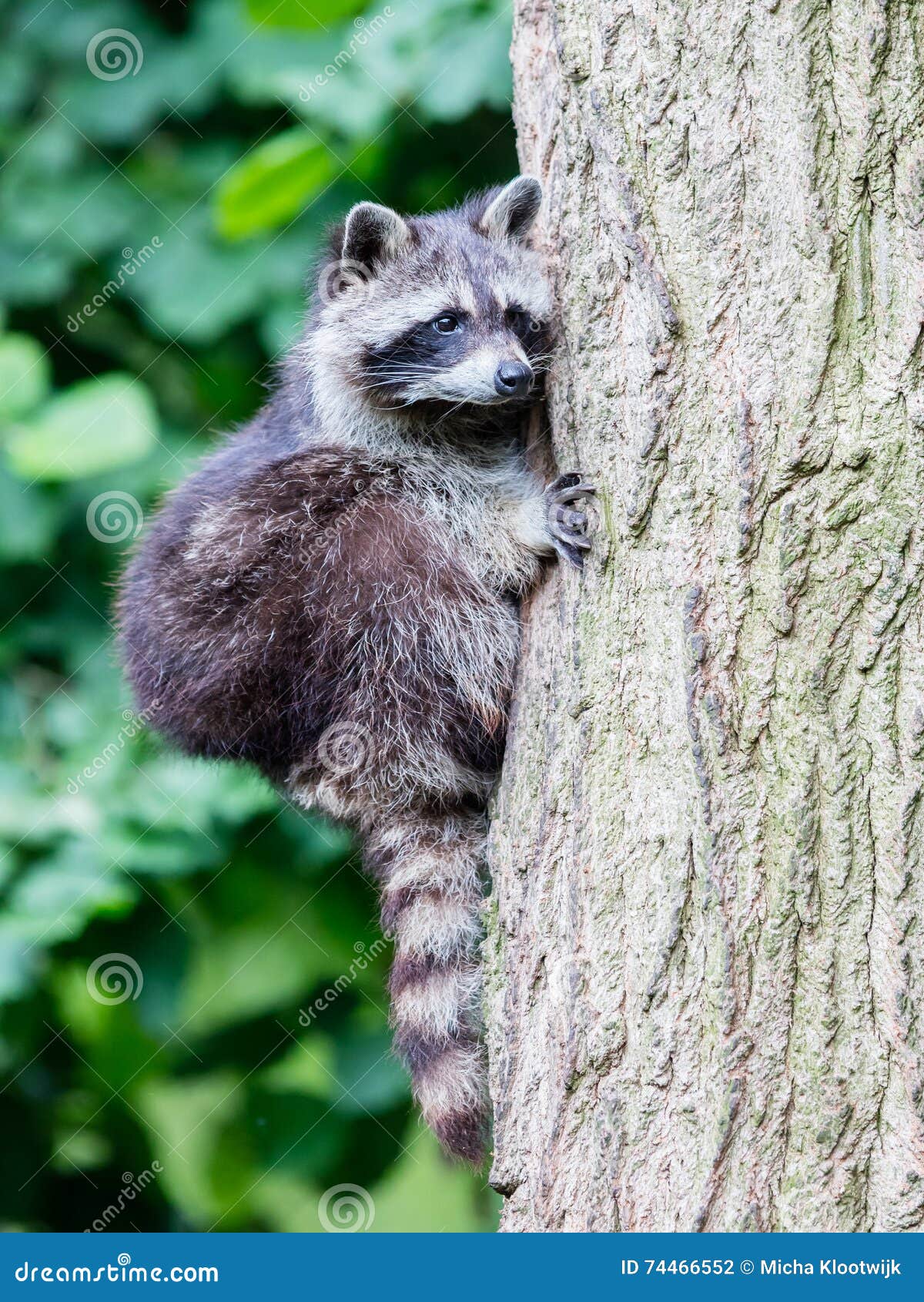 Racoon climbing a tree stock photo. Image of glance, park - 74466552