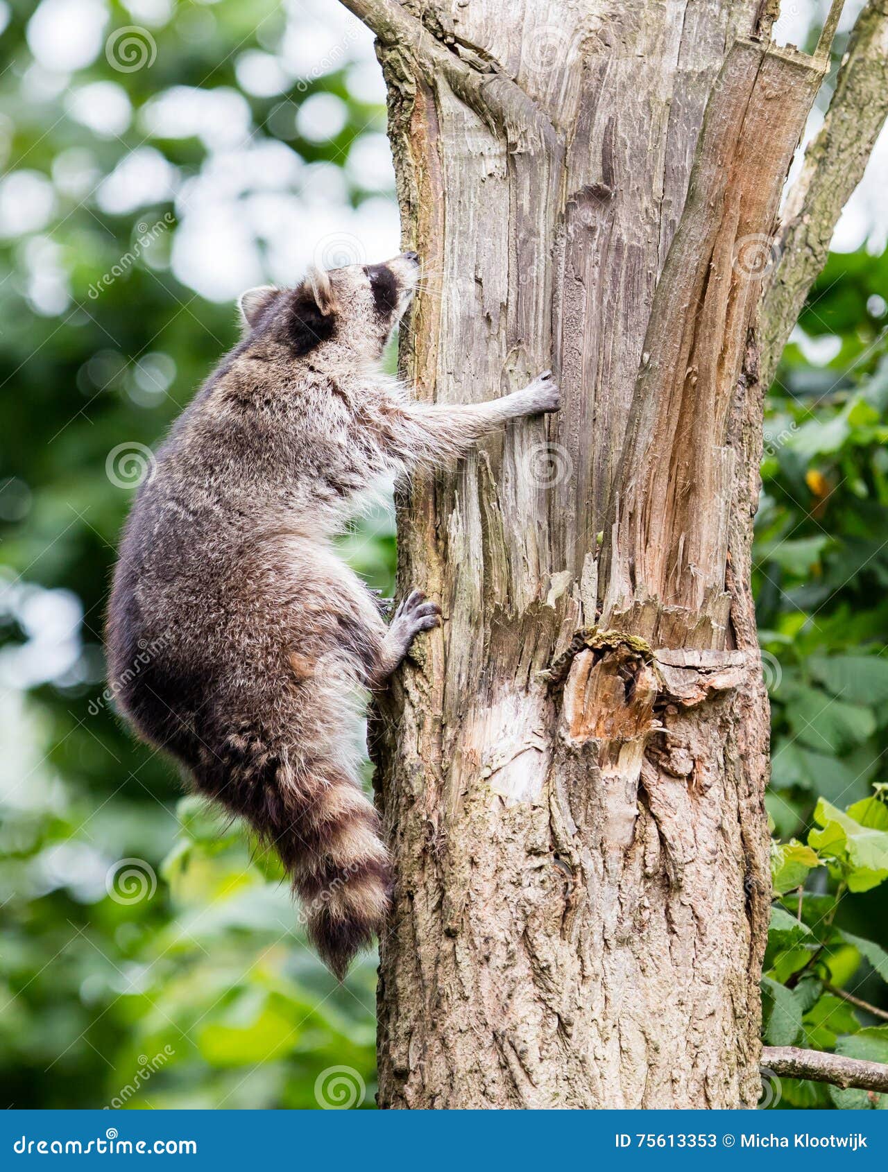 Racoon climbing a tree stock image. Image of portrait - 75613353