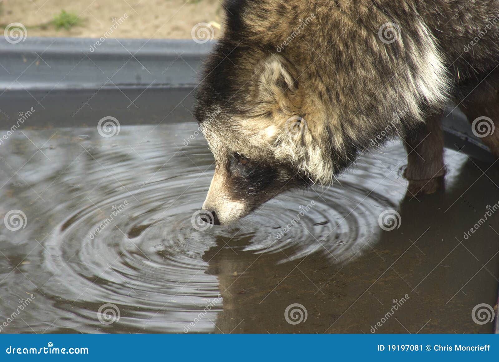 Racoon Dog stock image. Image of wildlife, drink, animal - 19197081