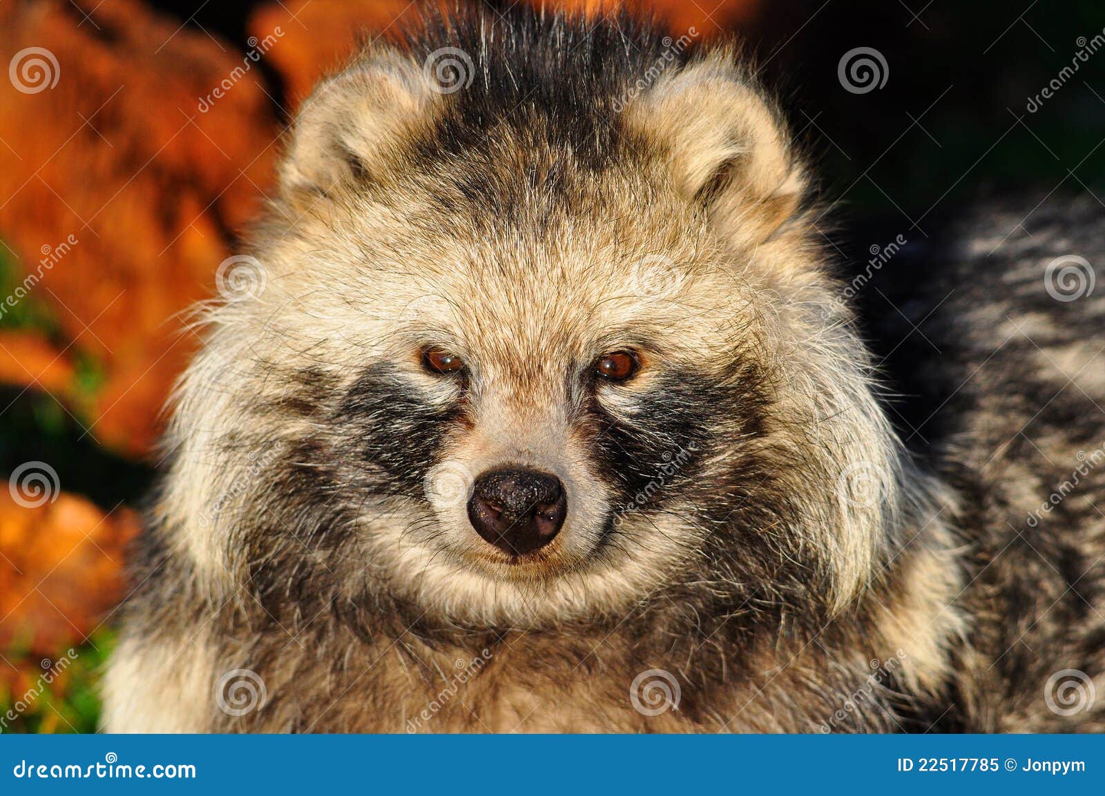 Racoon Dog stock image. Image of dawn, hooter, captive - 22517785