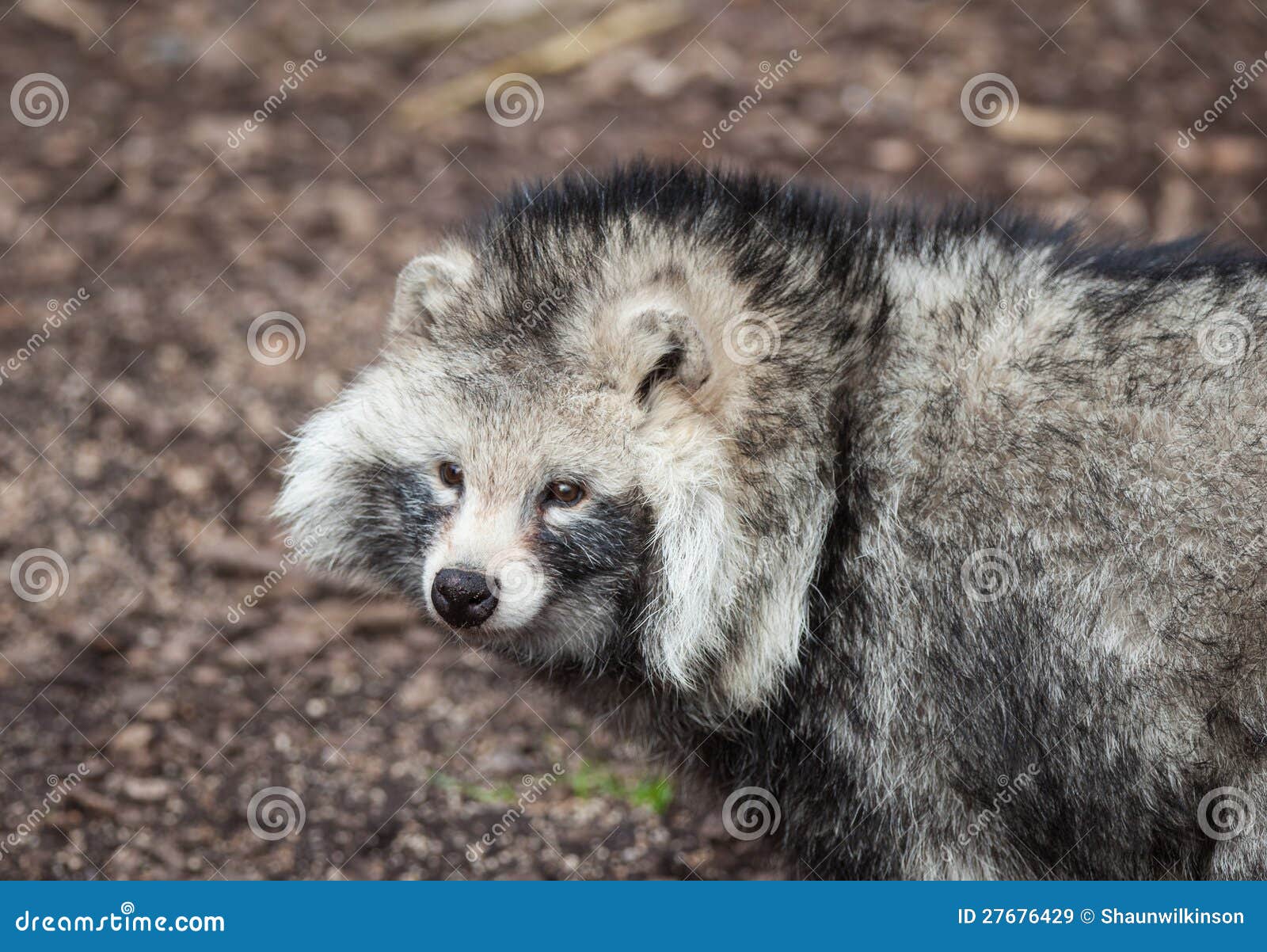 Racoon Dog stock image. Image of grass, brown, nature - 27676429