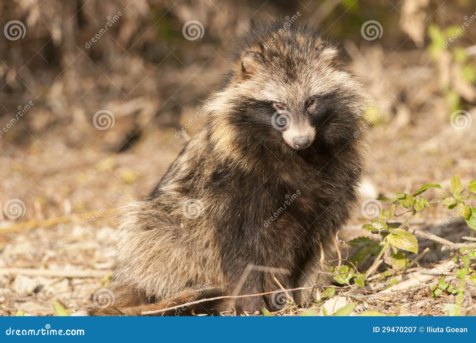 Racoon Dog stock image. Image of animal, wildlife, delta - 29470207