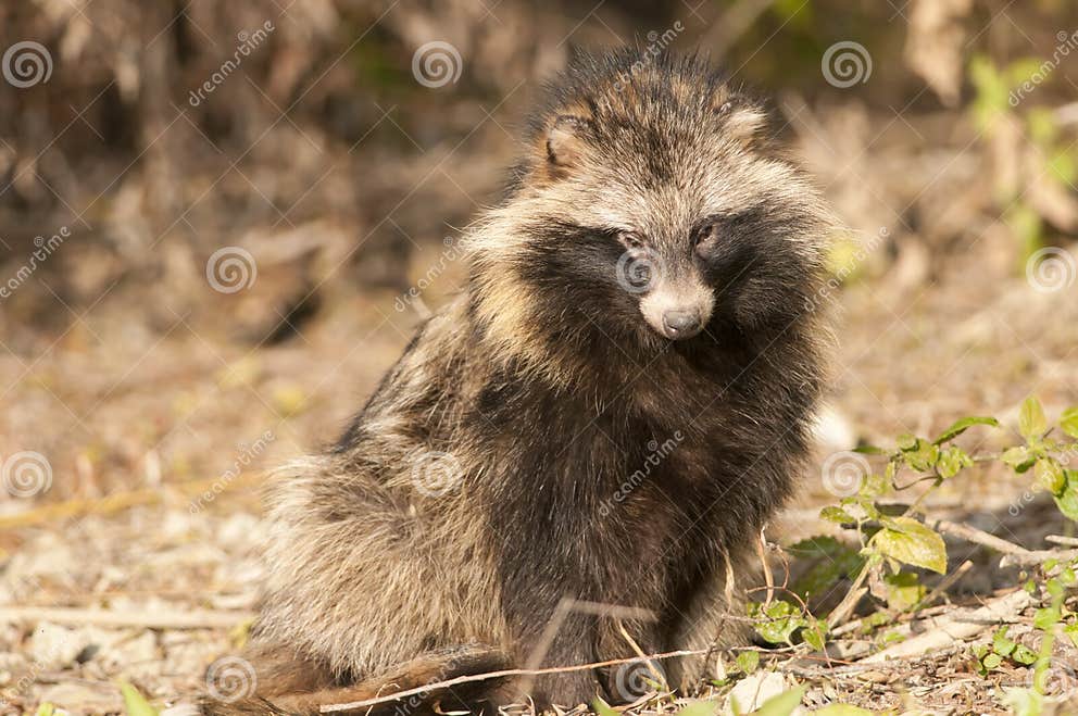 Racoon Dog stock image. Image of animal, wildlife, delta - 29470207