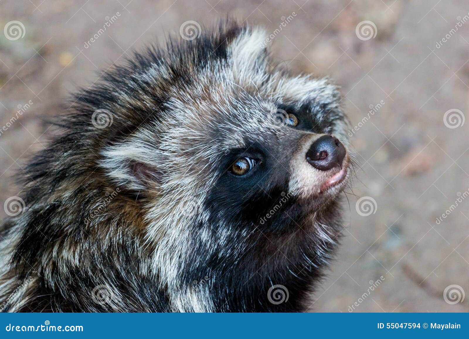 Racoon dog stock photo. Image of standing, canine, forest - 55047594