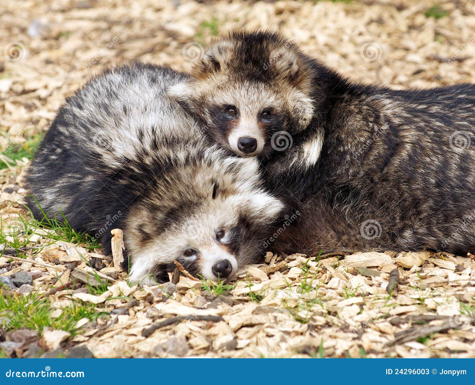 Racoon Dogs stock image. Image of dawn, black, cervidae - 24296003