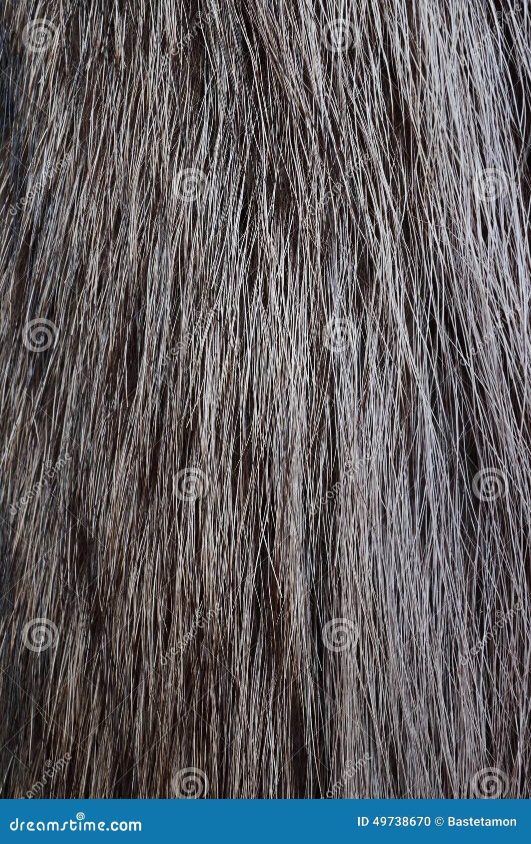 Racoon fur texture stock photo. Image of variegated, parti - 49738670