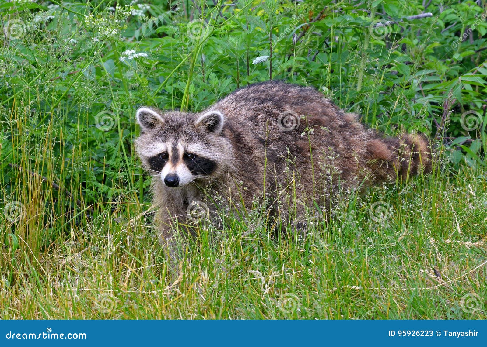 Racoon stock image. Image of animals, park, america, beautiful - 95926223