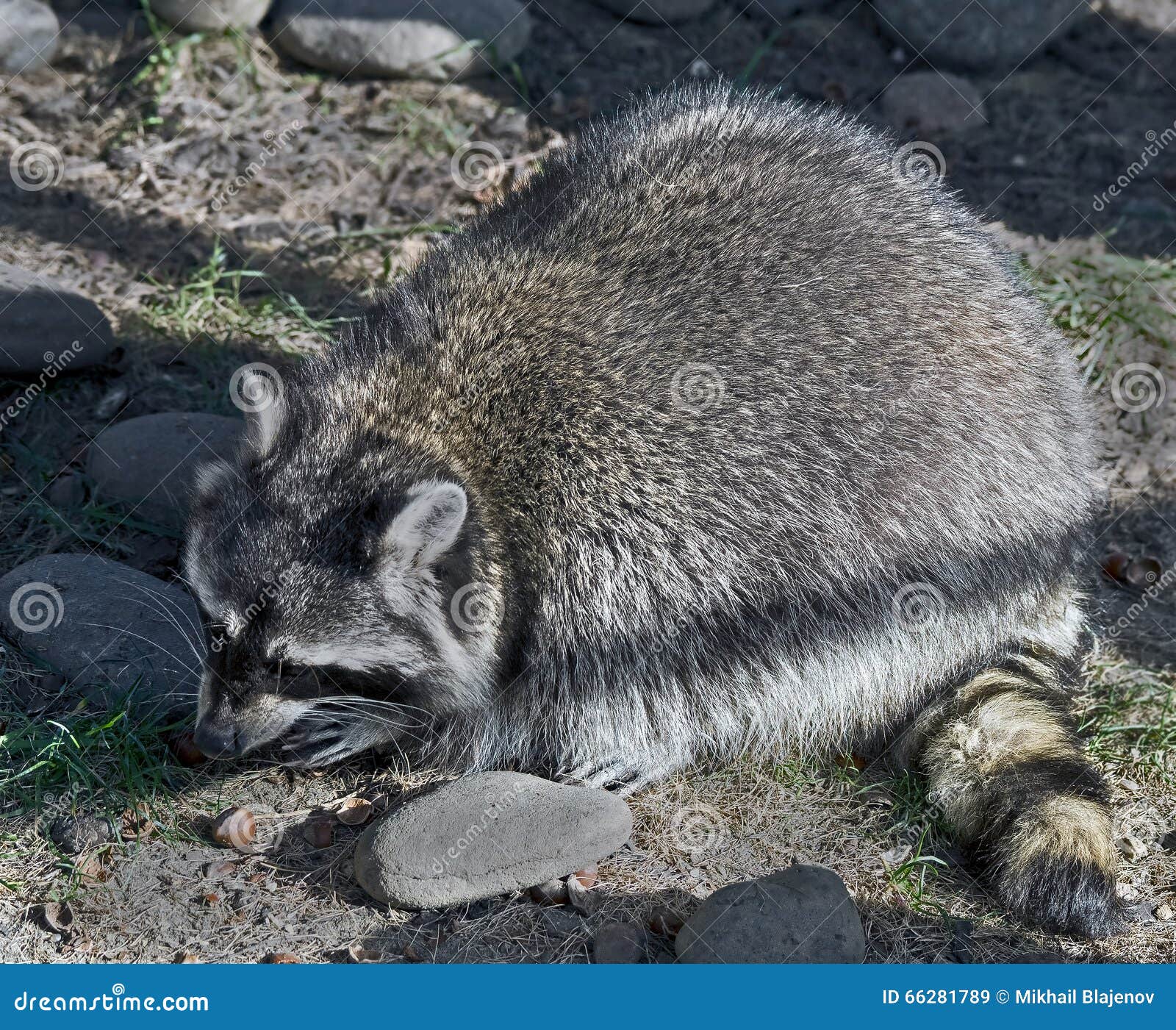 Racoon 15 stock image. Image of environment, fauna, population - 66281789