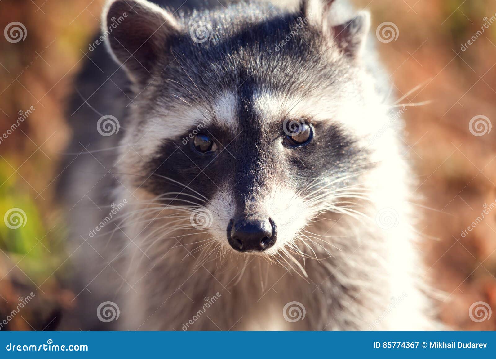 Racoon at nature stock image. Image of close, brown, curiosity - 85774367