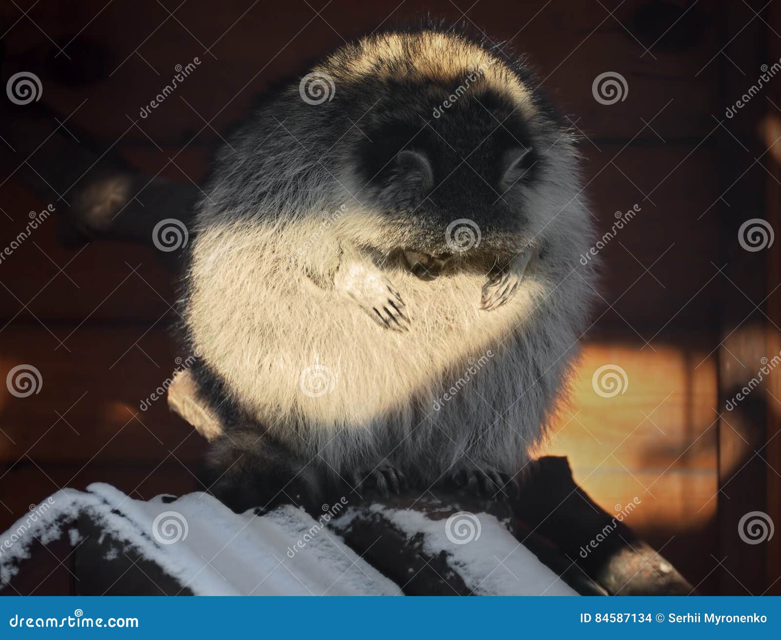 Racoon Praying in Funny Pose Stock Photo - Image of racoon, procyon ...