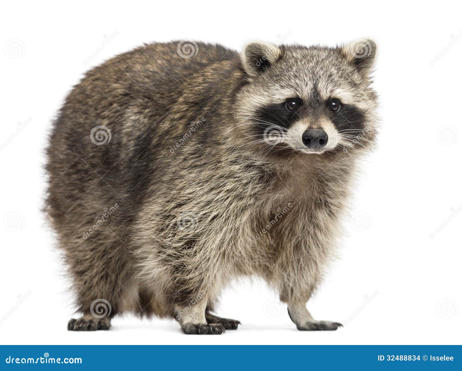 Racoon Stock Photography | CartoonDealer.com #19185734