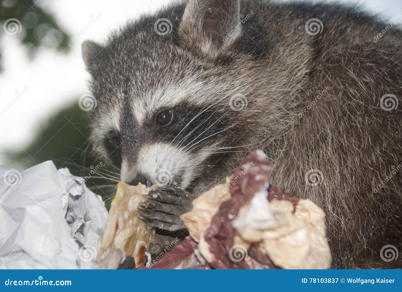 Racoon - Procyon Lotor Eating Pizza Stock Image - Image of leftovers ...