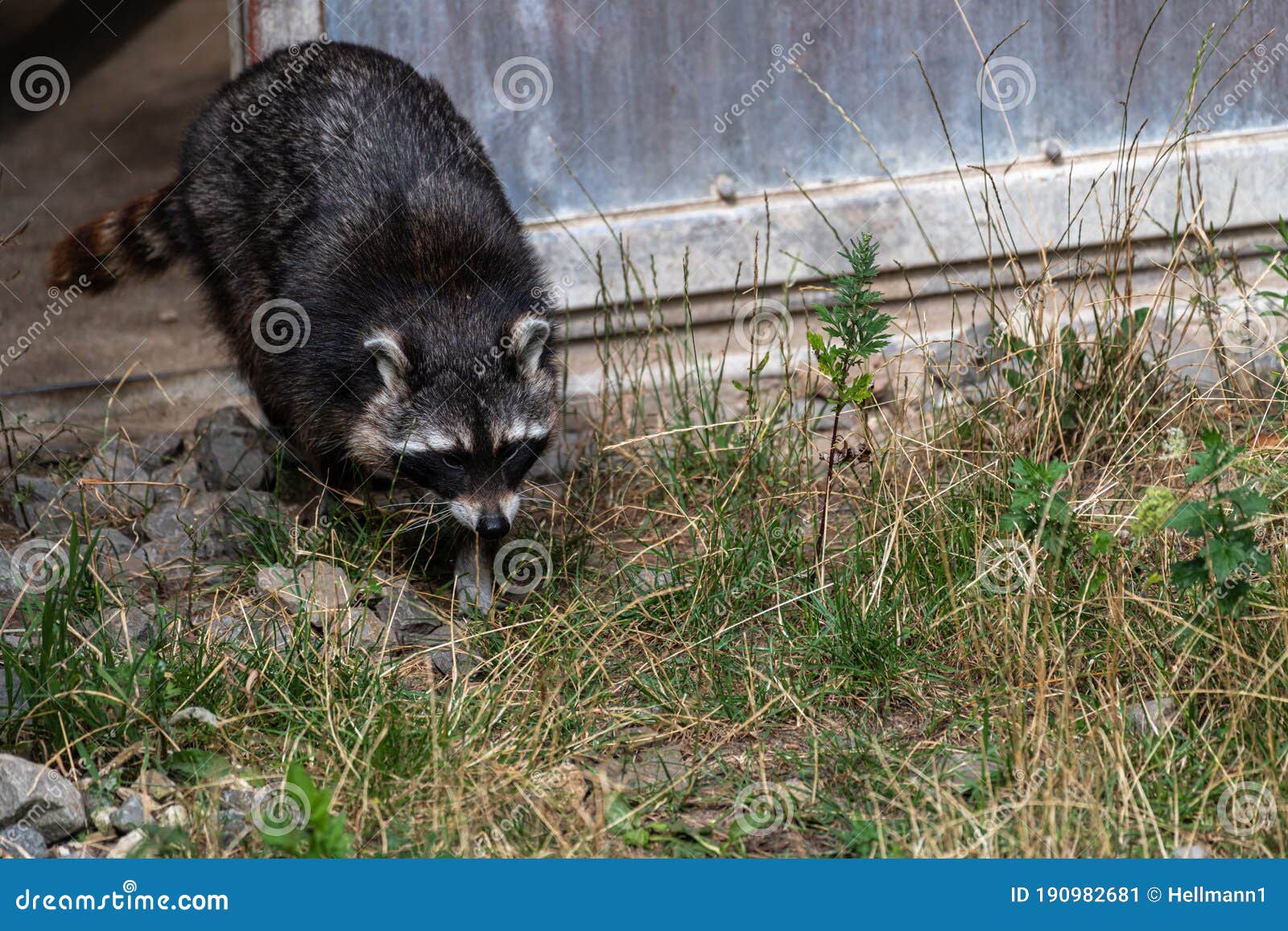 Racoon on the Search stock image. Image of ringed, paws - 190982681