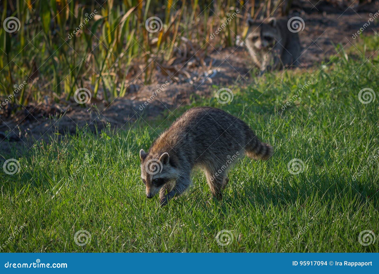 Racoon stock photo. Image of wildlife, people, coon, nocturnal - 95917094