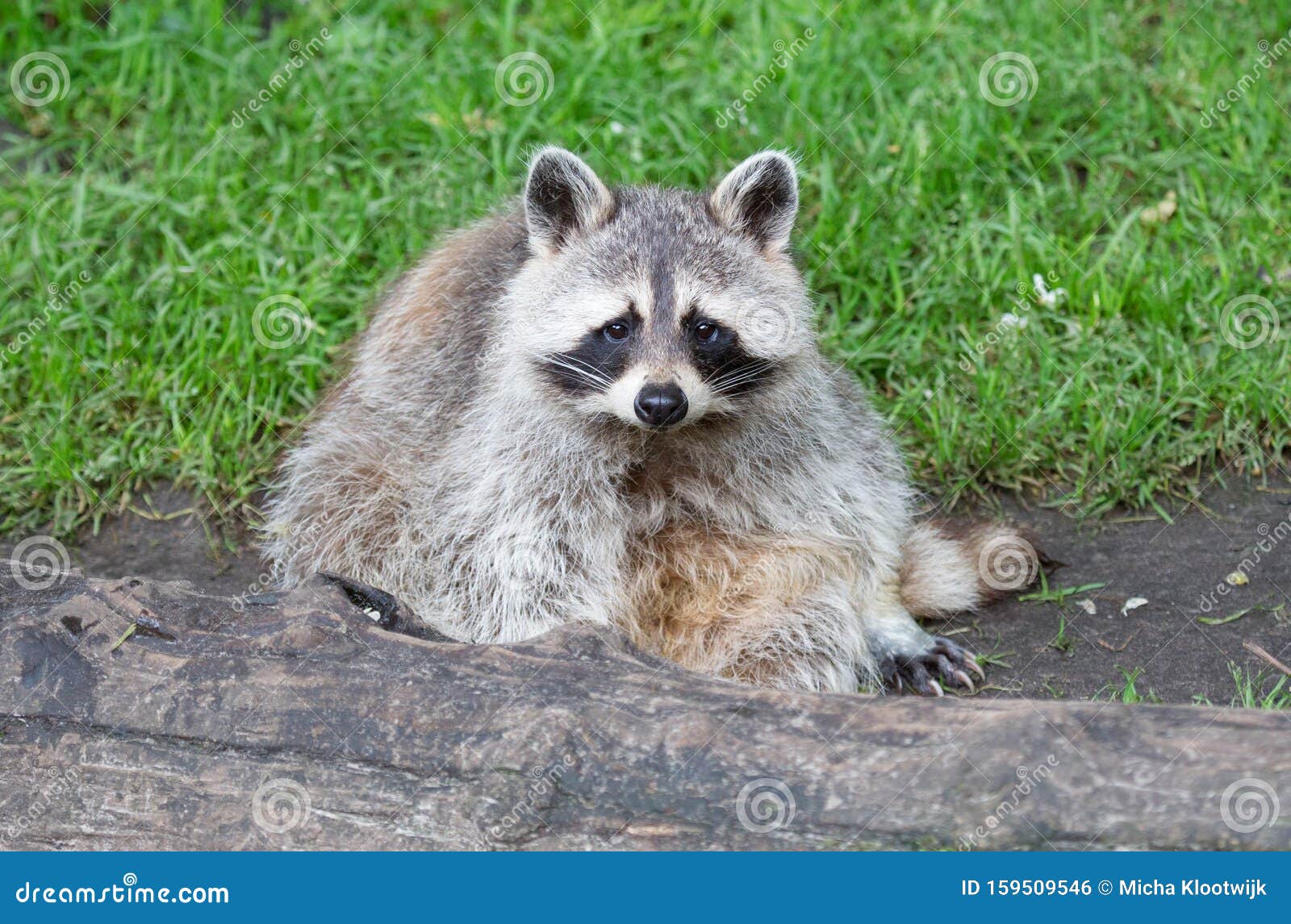 Racoon Resting Behind a Big Log Stock Photo - Image of raccoon ...