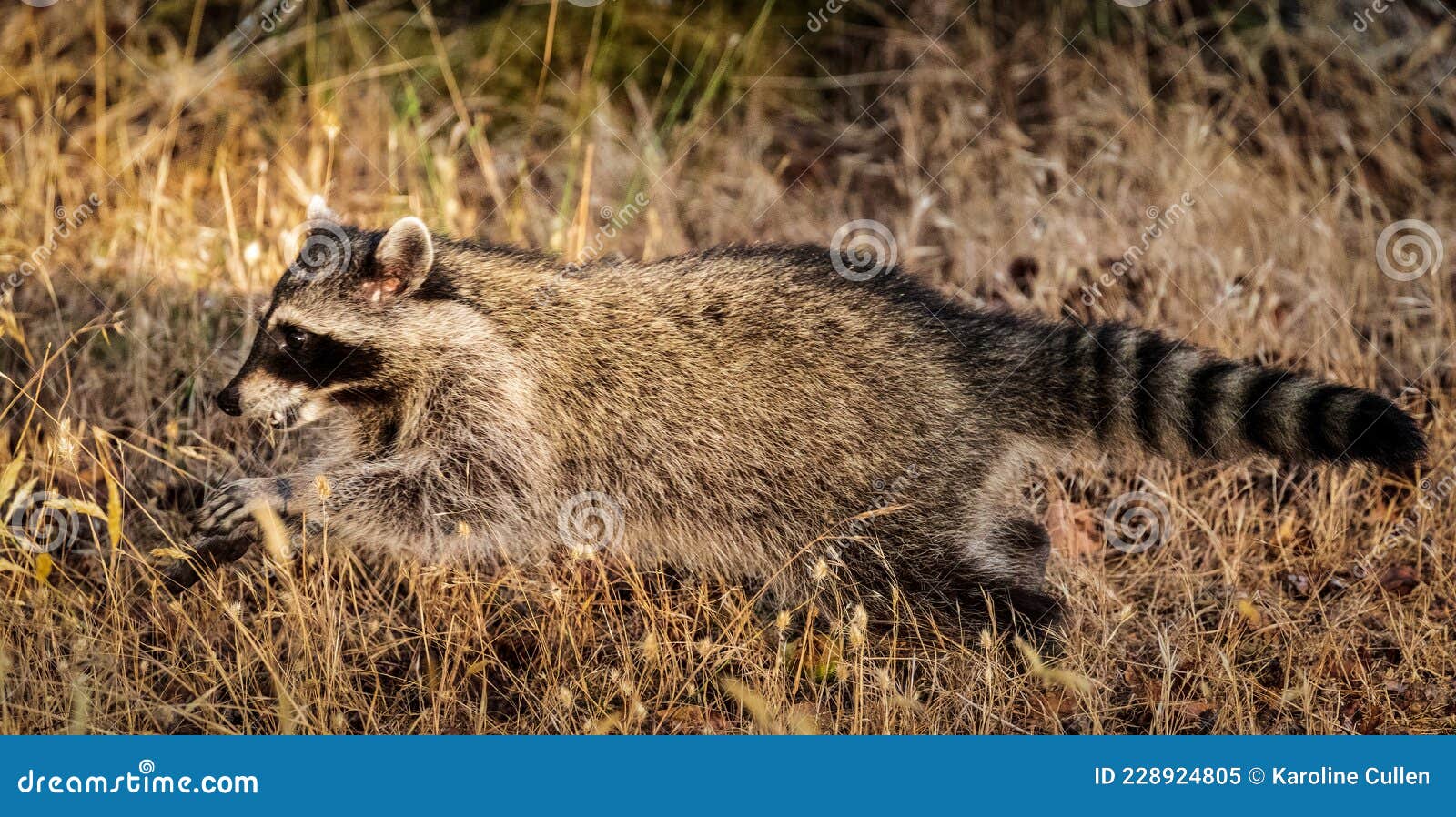 Racoon on the Run stock image. Image of mammal, racoon - 228924805